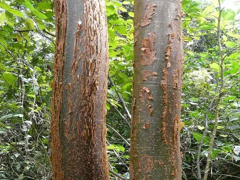 Chechén y Chacá: Dos príncipes guerreros | Más Leyendas